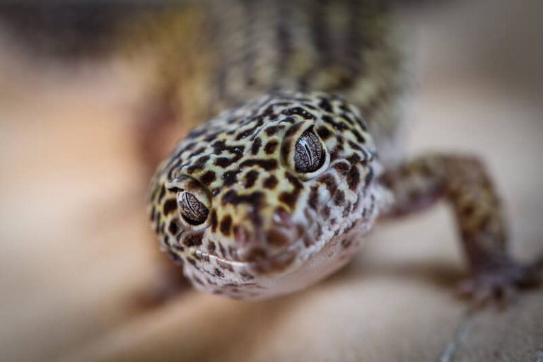 Are Leopard Geckos Hardy? Or Do They Get Sick Easily? - Reptile Craze
