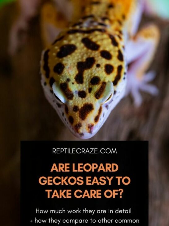 5 Symptoms That Show That Your Leopard Gecko Is Dying – Reptile Craze