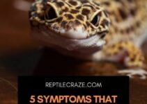 5 Reasons Why Your Leopard Gecko Is Aggressive – Reptile Craze