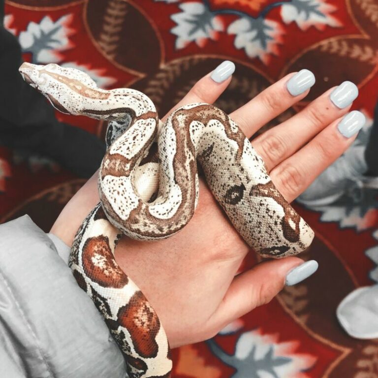 Can Snakes Watch TV? What They Actually See - Reptile Craze