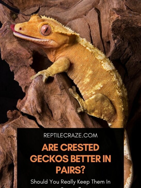 Are Leopard Geckos Better Than Bearded Dragons? That’s Easy! – Reptile ...