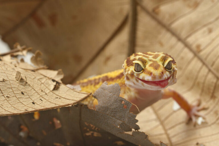 Why Mealworms Can Cause Impaction In Leopard Geckos - Reptile Craze