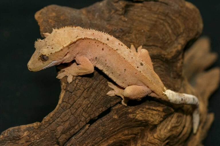 Do Crested Geckos Drop Their Tails? Facts You Must Know! - Reptile Craze