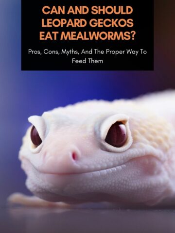Why Mealworms Can Cause Impaction In Leopard Geckos – Reptile Craze