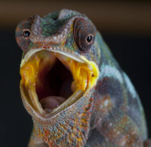 Chameleon Bites: Do They Hurt? Dangers + How To Stop It - Reptile Craze