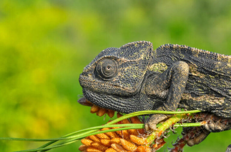 25 Signs Your Chameleon Is Happy And Healthy - Reptile Craze
