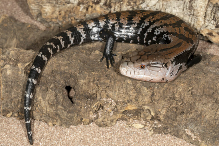 How Big Do Blue Tongue Skinks Get? (Every Species) - Reptile Craze