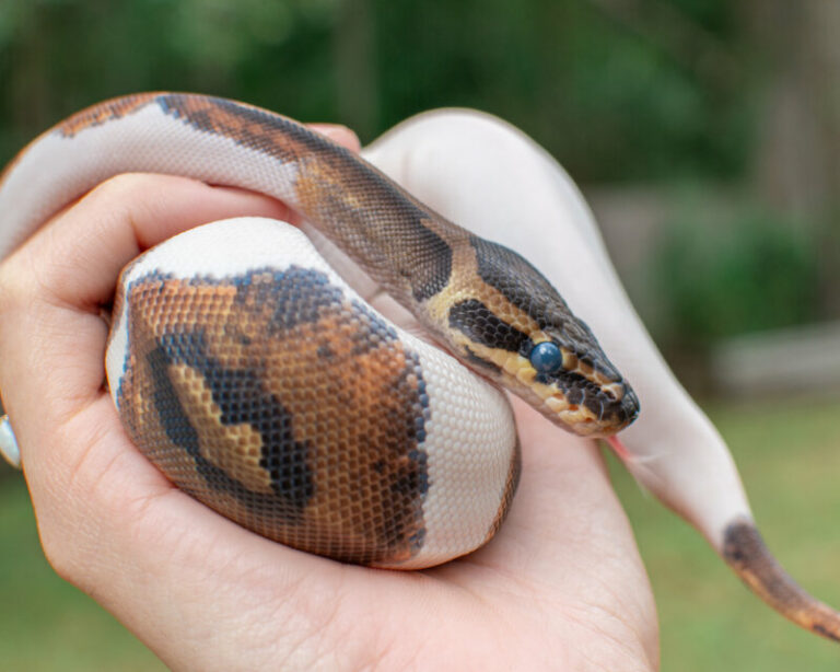 Is It Okay To Handle A Snake Before Or While Shedding? - Reptile Craze