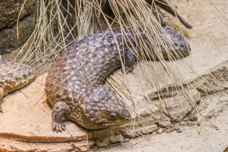 How Big Do Blue Tongue Skinks Get? (Every Species) - Reptile Craze