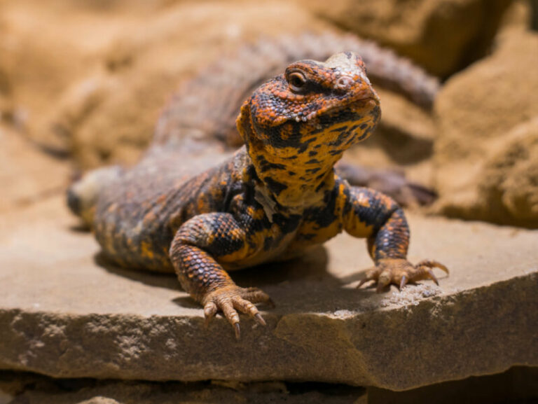 6 Reptiles That Can Live In A 40-Gallon Tank Forever - Reptile Craze