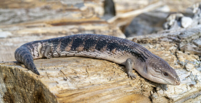 How Big Do Blue Tongue Skinks Get? (Every Species) - Reptile Craze