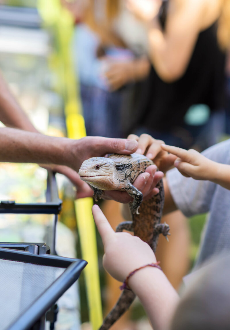 Blue Tongue Skink Bites: How Much It Hurts + How To Stop It - Reptile Craze