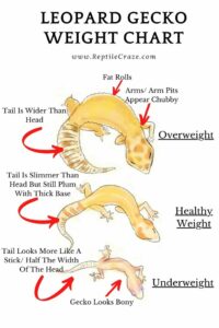 Can Leopard Geckos Be Overfed? How To Avoid It! - Reptile Craze