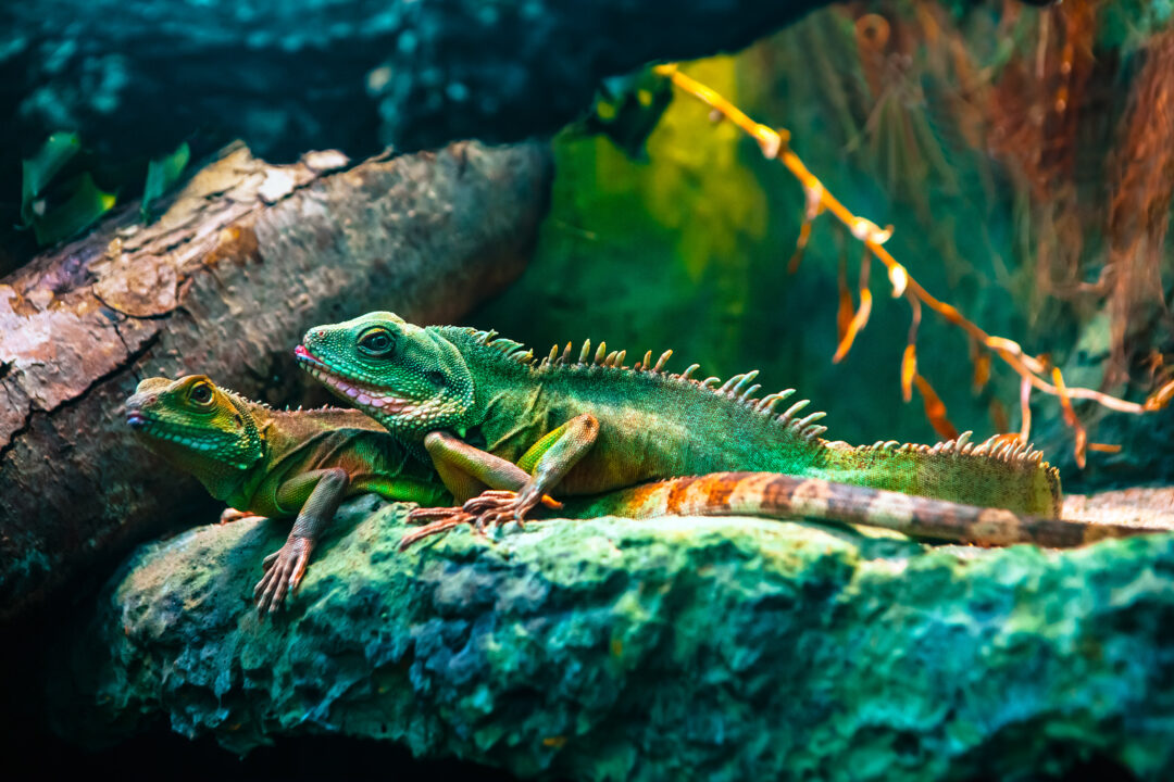 Can Reptiles Swim? 9 Reptiles That Can Swim Like A Fish - Reptile Craze