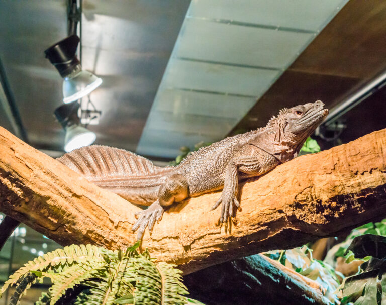 Can Reptiles Swim? 9 Reptiles That Can Swim Like A Fish - Reptile Craze