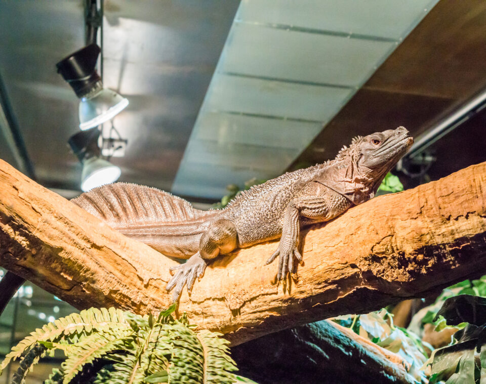Can Reptiles Swim? 9 Reptiles That Can Swim Like A Fish - Reptile Craze