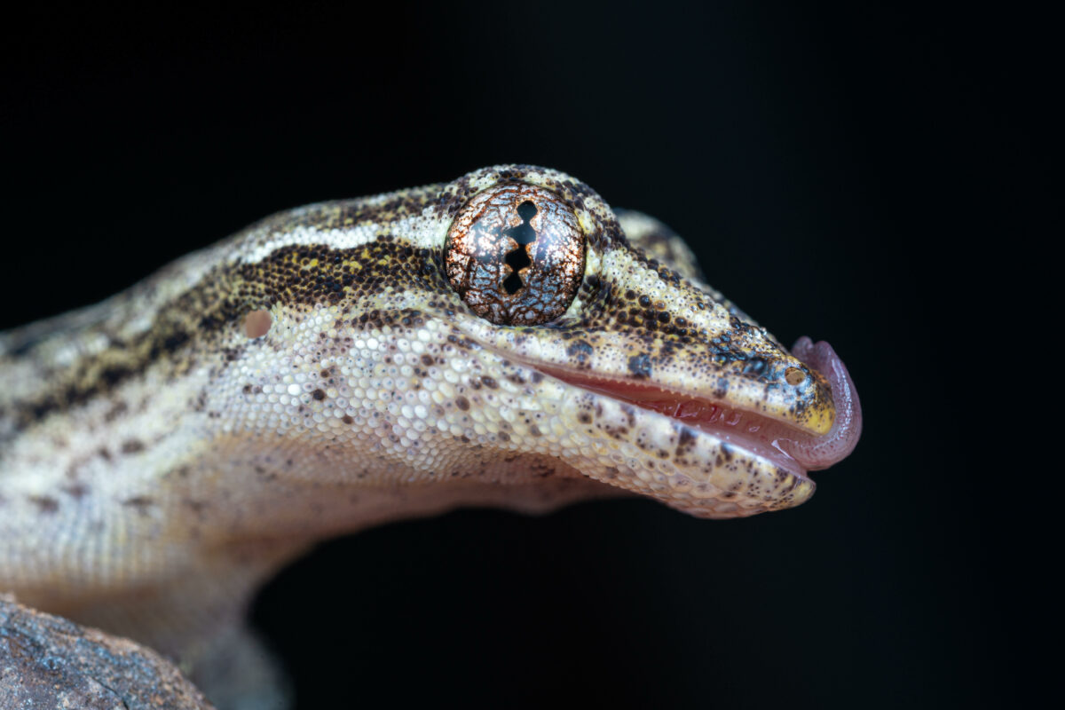 Mourning Gecko Diet: What And How Often To Feed Them - Reptile Craze