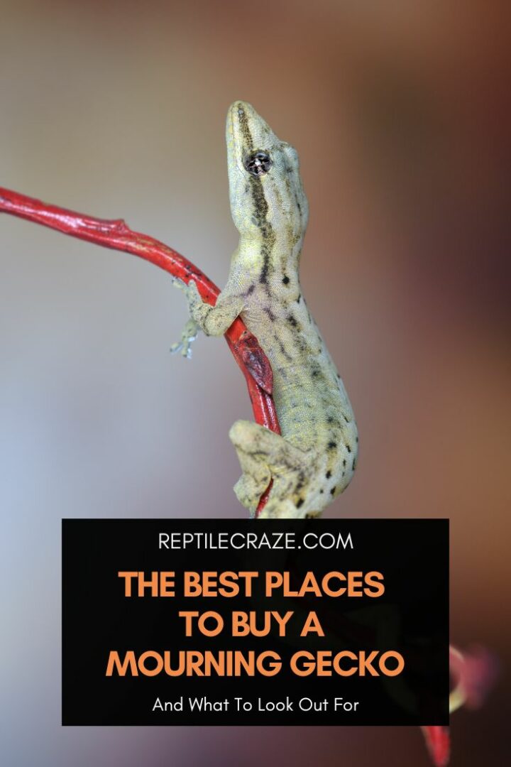 Mourning Gecko: Breeding And Egg Care (Guide) - Reptile Craze