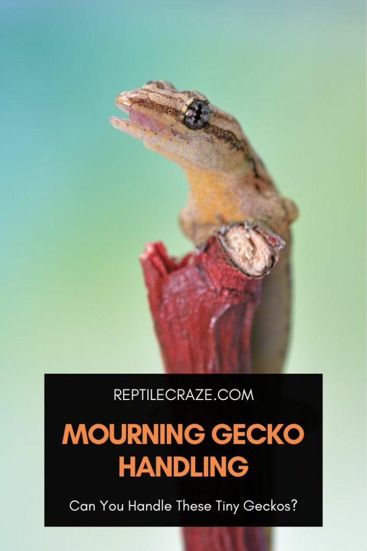 Mourning Gecko Handling: Do They Like Being Handled? - Reptile Craze