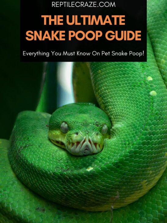 3 Reasons Why Your Snake Is Puffing And Puffing – Reptile Craze