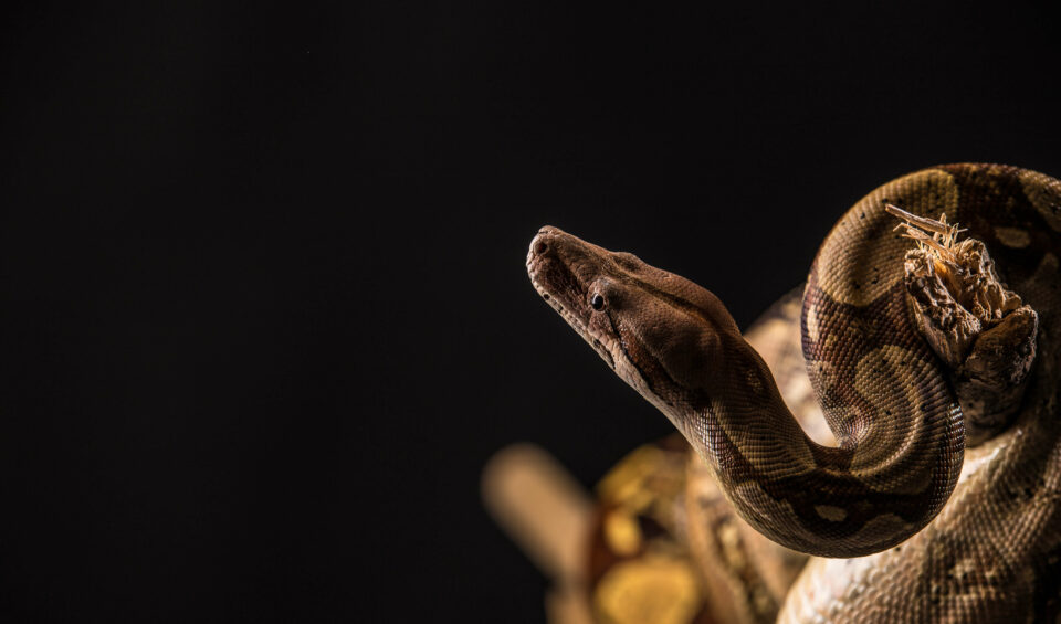 4 Reasons Why Your Snake Is Getting Darker - Reptile Craze