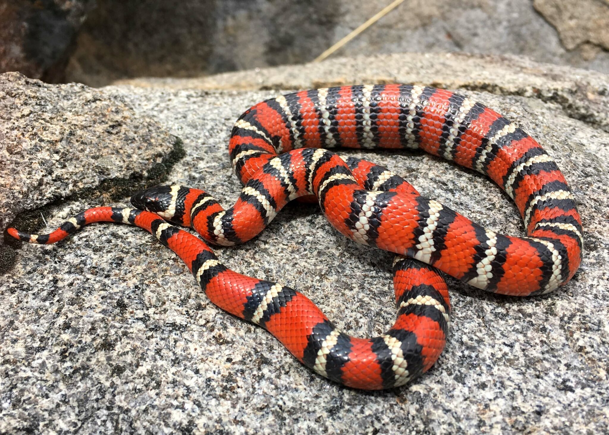 7 Reasons Why Your Snake Is Aggressive + How To Stop That - Reptile Craze