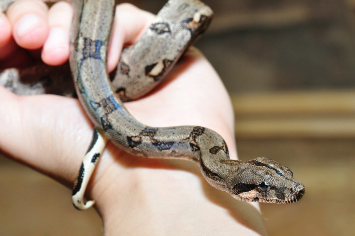 7 Reasons Why Your Snake Is Aggressive + How To Stop That - Reptile Craze