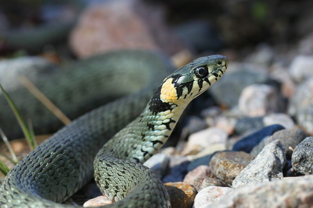 Should A Snake Be Fed During Brumation? - Reptile Craze