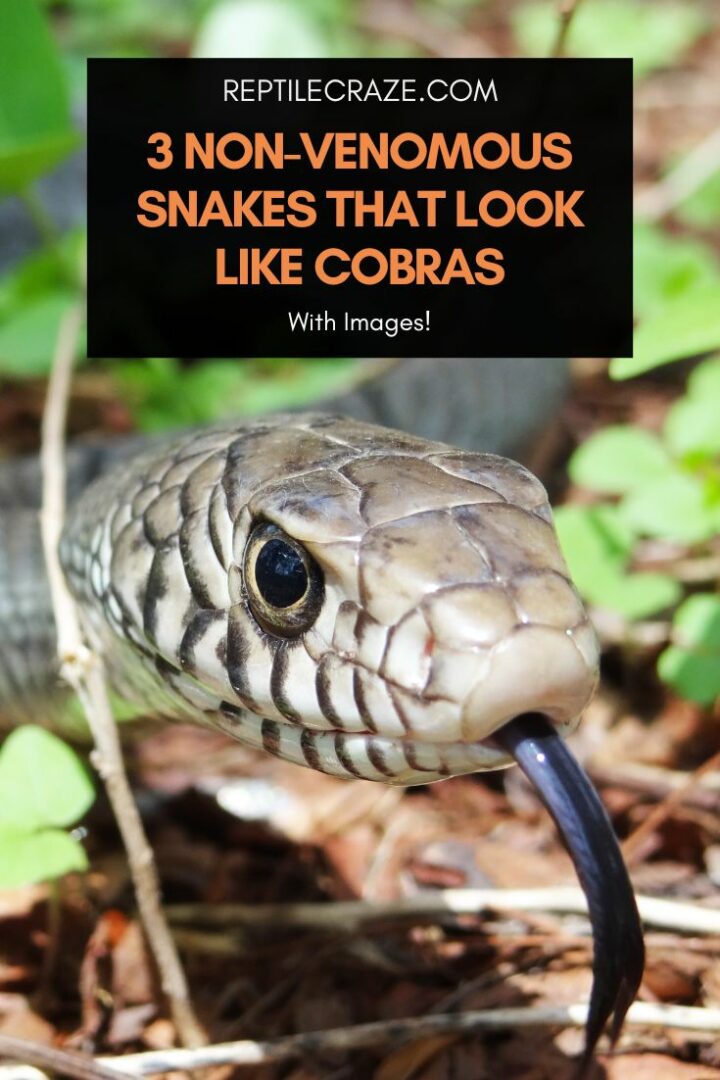 4 Reasons Why Your Snake Is Shaking - Reptile Craze