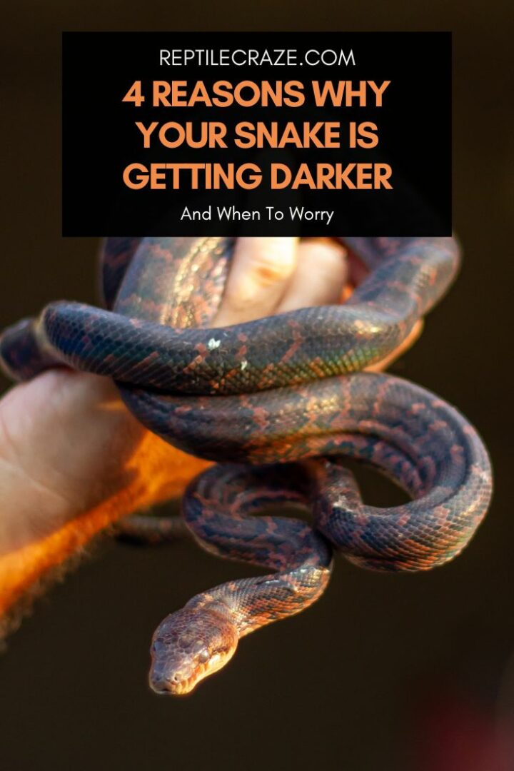 4 Reasons Why Your Snake Is Getting Darker - Reptile Craze