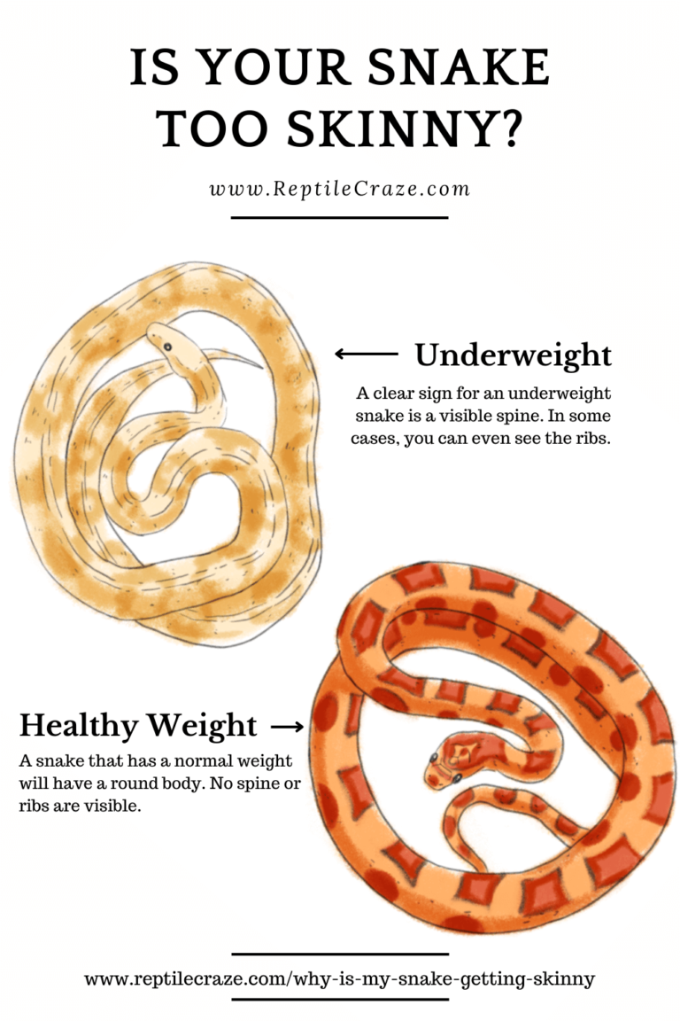 24 Reasons Why Your Snake Is Getting Skinny (How To Help) - Reptile Craze