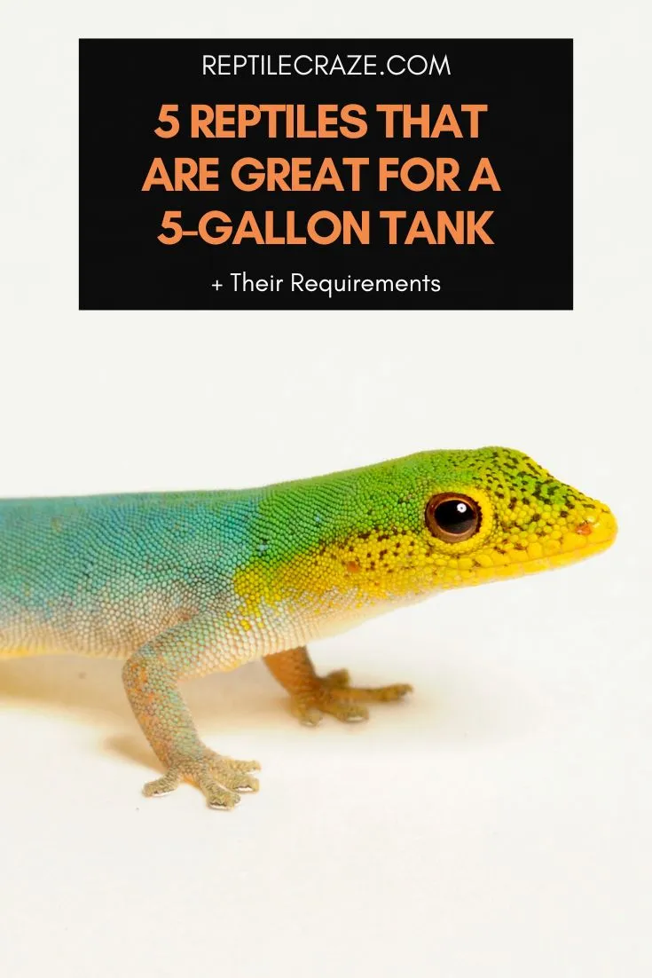 5 Reptiles That Are Great For A 5 Gallon Tank Reptile Craze 5 Reptiles That Are Great For A 5 Gallon Tank Reptile Craze