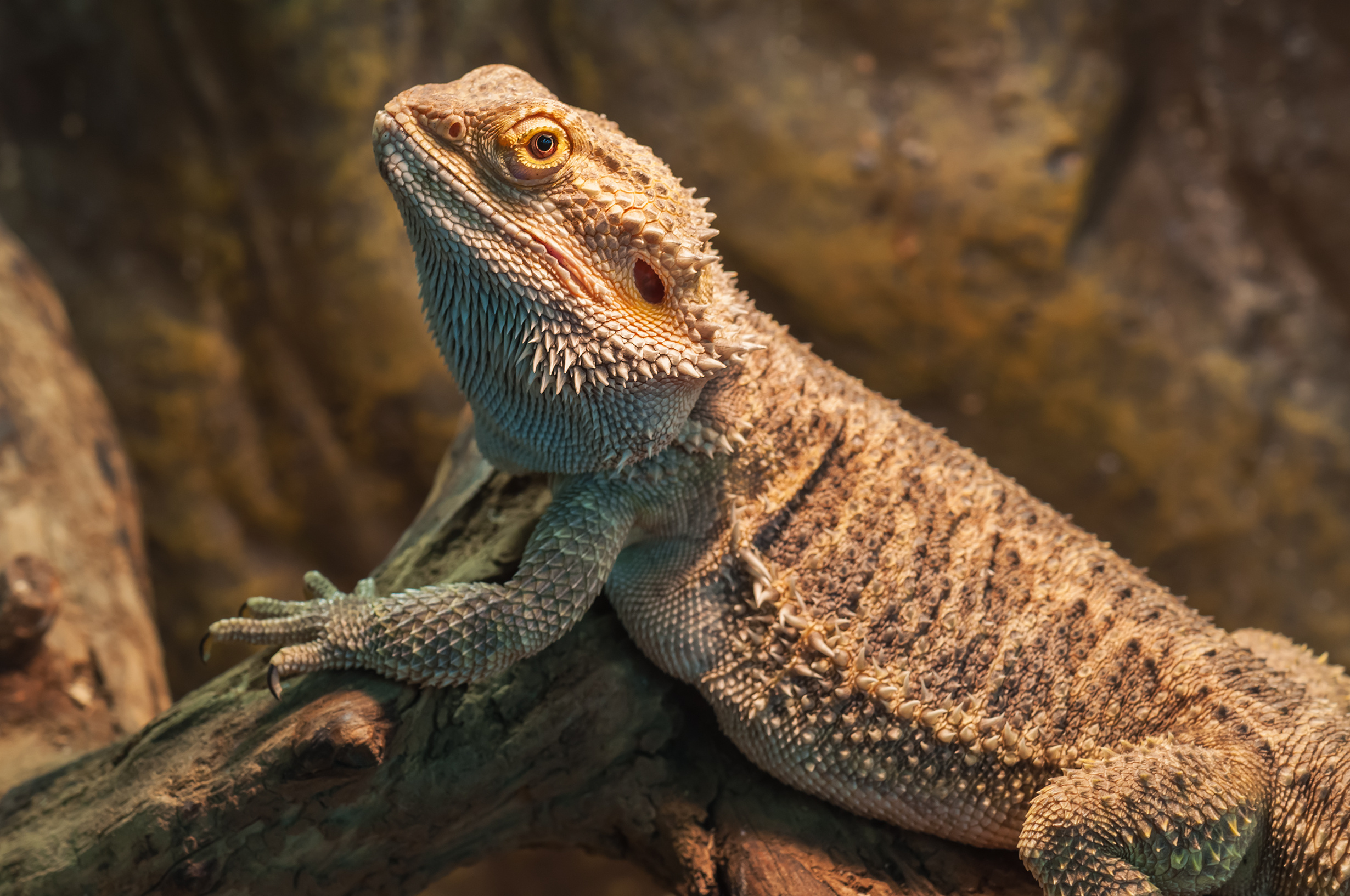 12 Reptiles That Can Live In A 100-Gallon Tank Forever – Reptile Craze