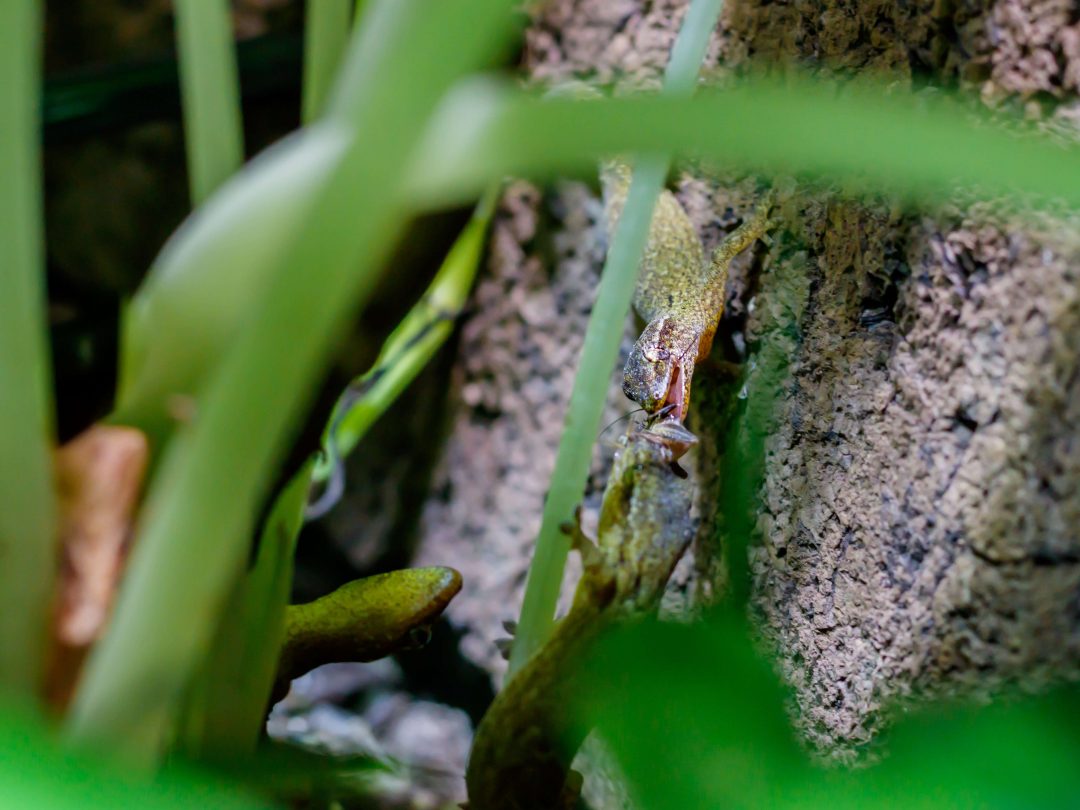 Mourning Gecko Care: The Only Guide You Need - Reptile Craze