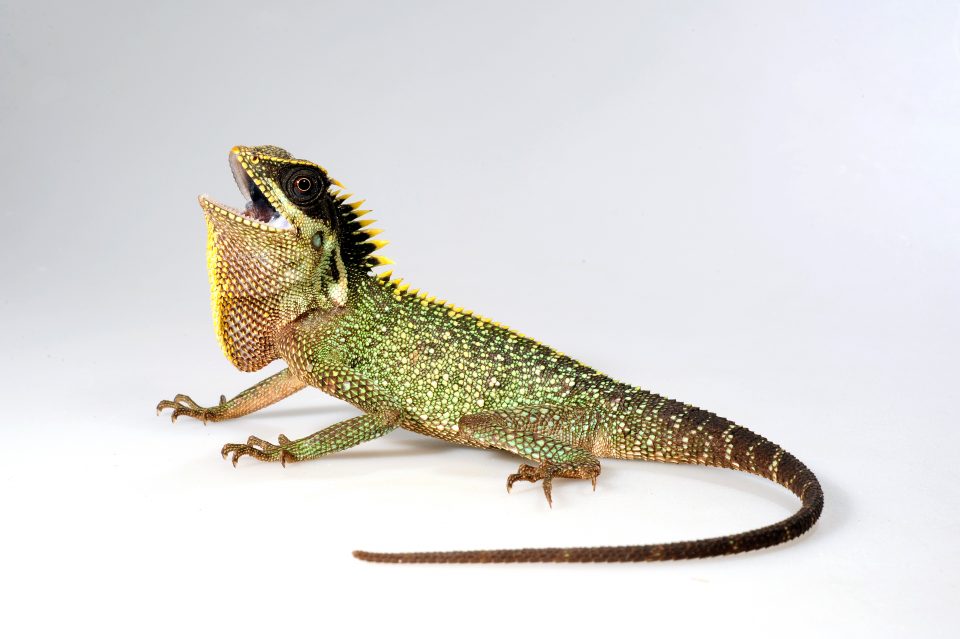 12 Reptiles That Can Live In A 100-Gallon Tank Forever - Reptile Craze