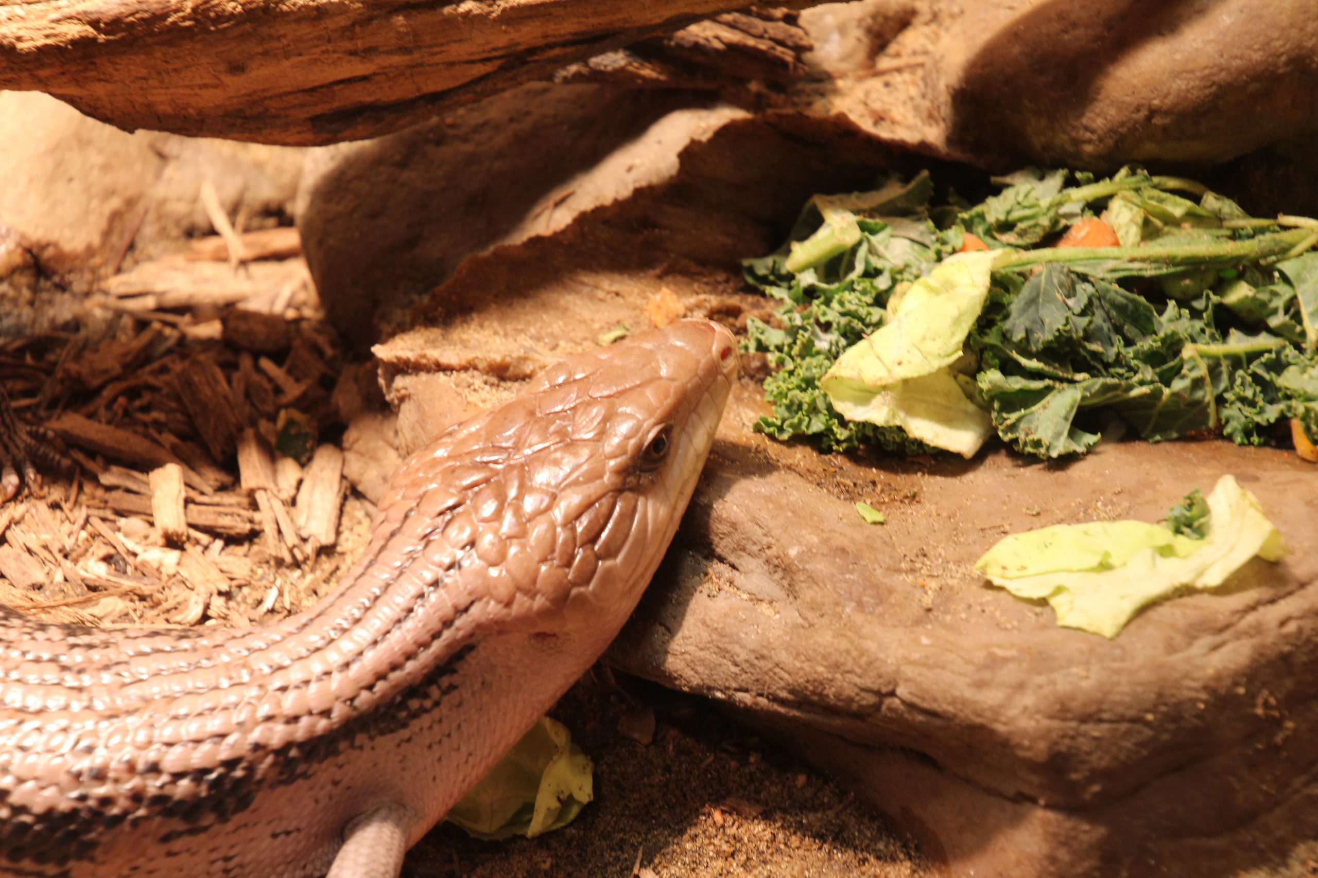 Blue Tongue Skink Diet Guide - Food List Included - Reptile Craze