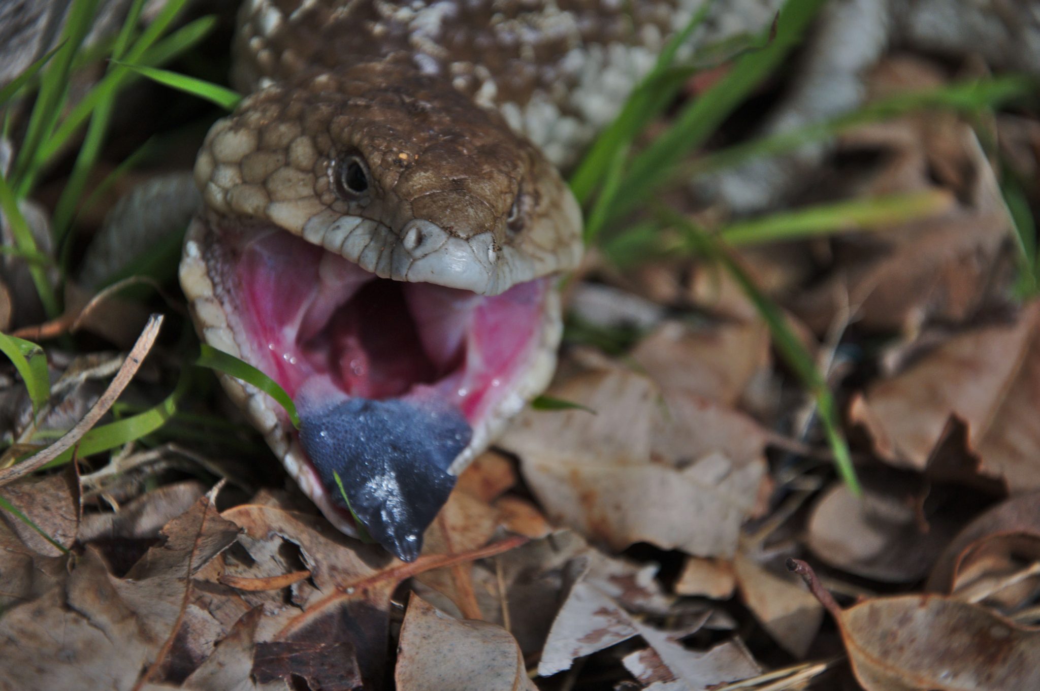 Mouth Rot In Blue Tongue Skinks: Causes, Symptoms, Treatment - Reptile ...