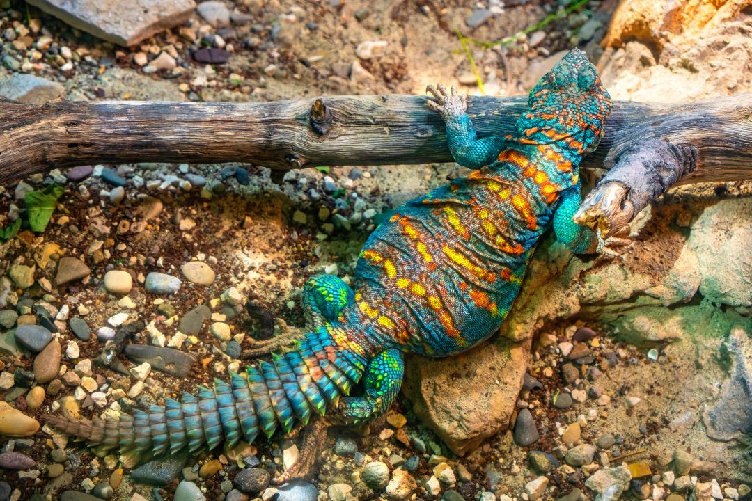 12 Reptiles That Can Live In A 100-Gallon Tank Forever - Reptile Craze