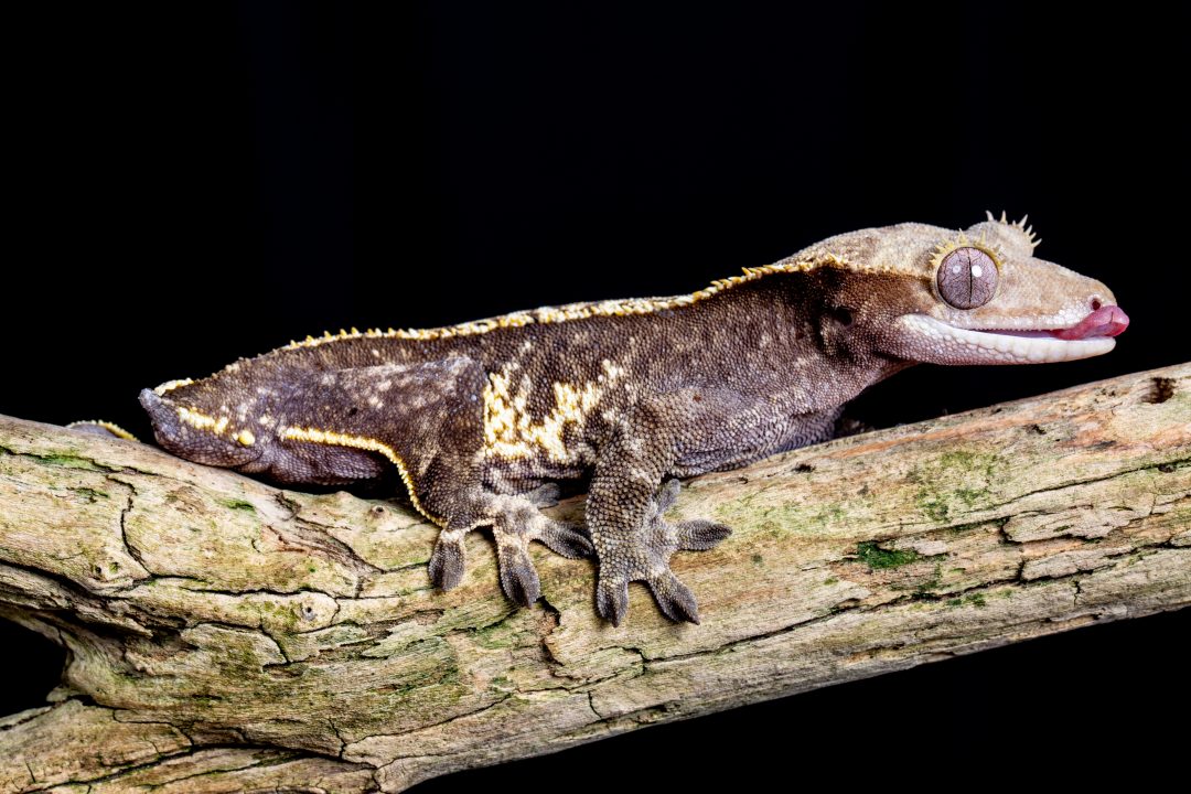 Crested Gecko: Mouth Rot - Symptoms, Treatment, and Causes - Reptile Craze