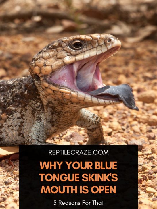 Mouth Rot In Blue Tongue Skinks: Causes, Symptoms, Treatment – Reptile ...