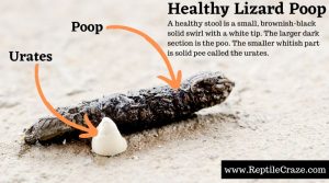 The Ultimate Blue Tongue Skink Poop Guide - Reptile Craze