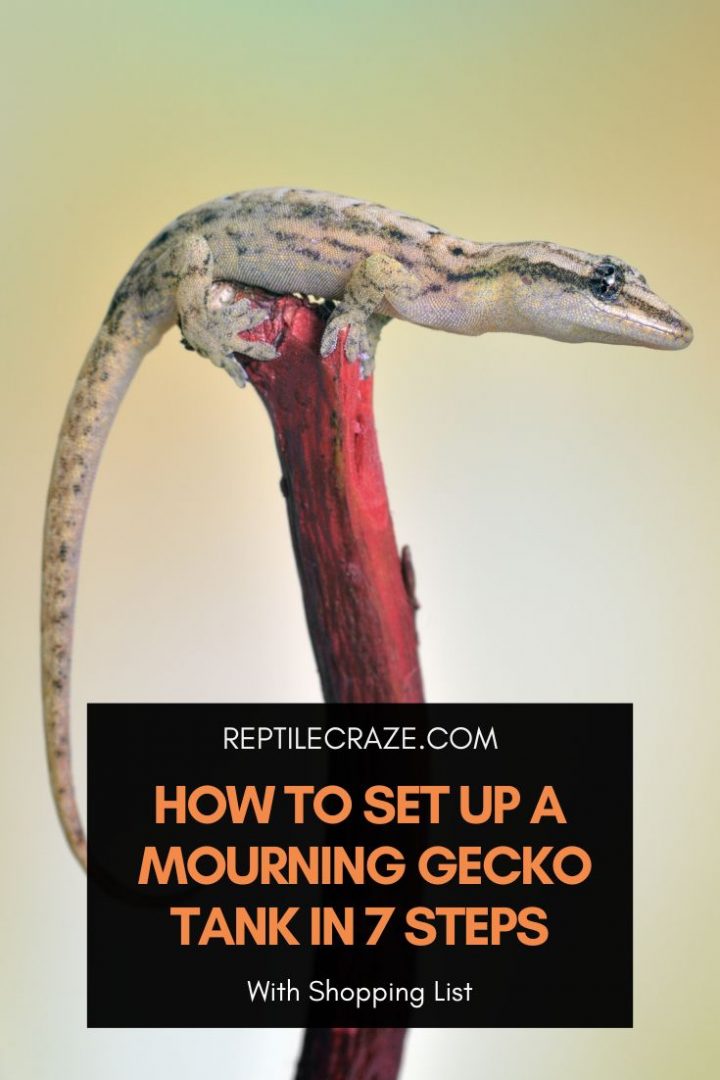 Create The Perfect Mourning Gecko Enclosure In 7 Steps - Reptile Craze
