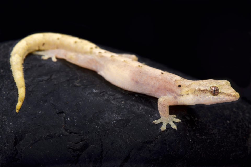 14 Reptiles That Can Live In A 30-Gallon Tank - Reptile Craze