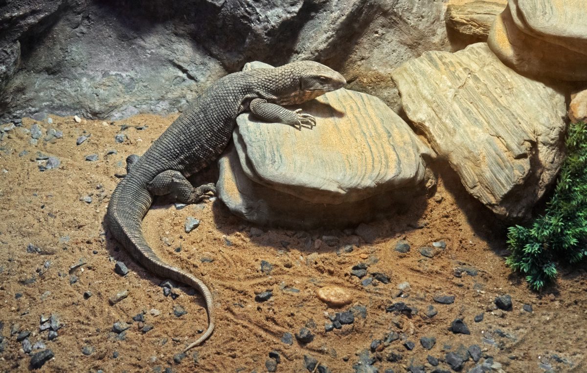 7 Reasons Why Your Savannah Monitor Isn't Eating - Reptile Craze