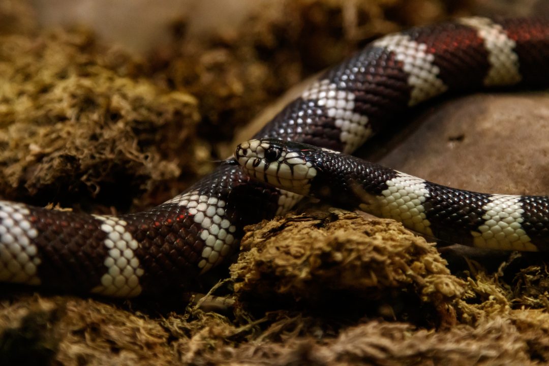 9 Reptiles That Can Live In A 55-Gallon Tank Forever - Reptile Craze