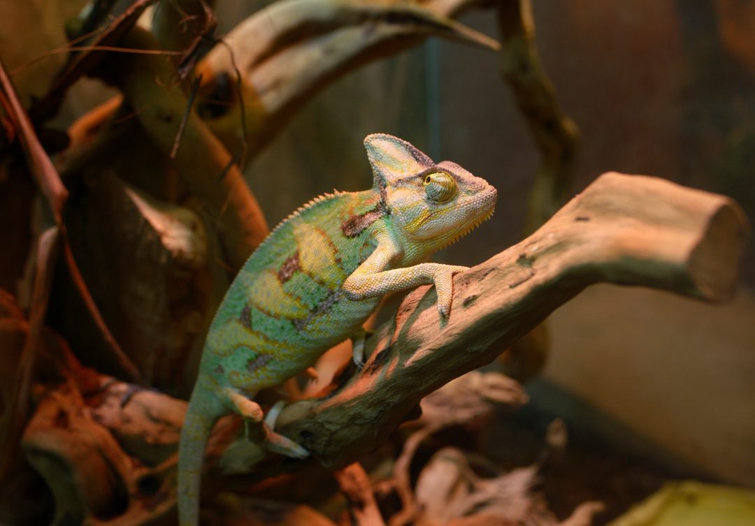14 Reptiles That Can Live In A 30-Gallon Tank - Reptile Craze