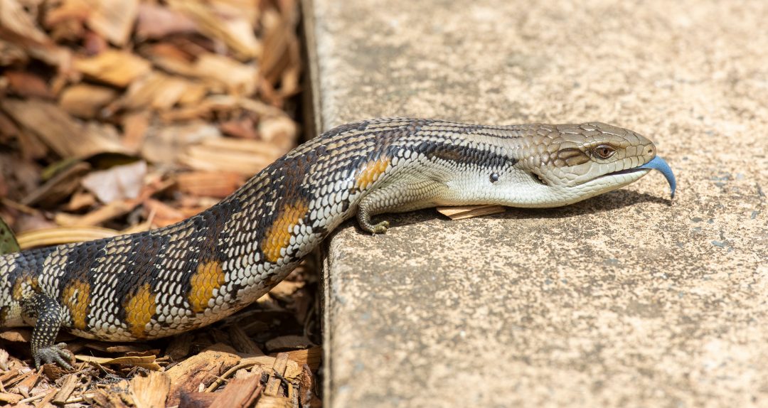 9 Reptiles That Can Live In A 55-Gallon Tank Forever - Reptile Craze