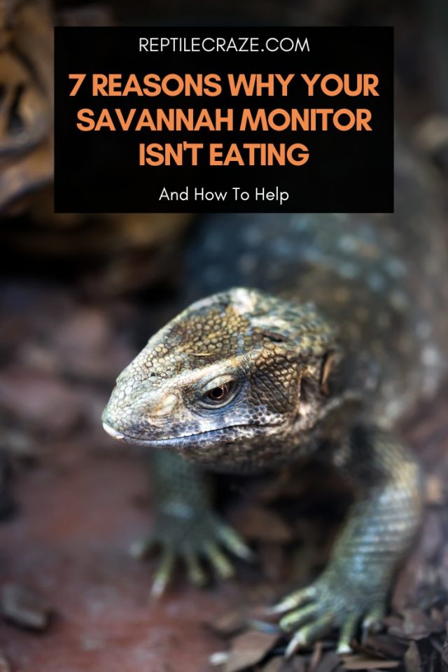 7 Reasons Why Your Savannah Monitor Isn't Eating - Reptile Craze