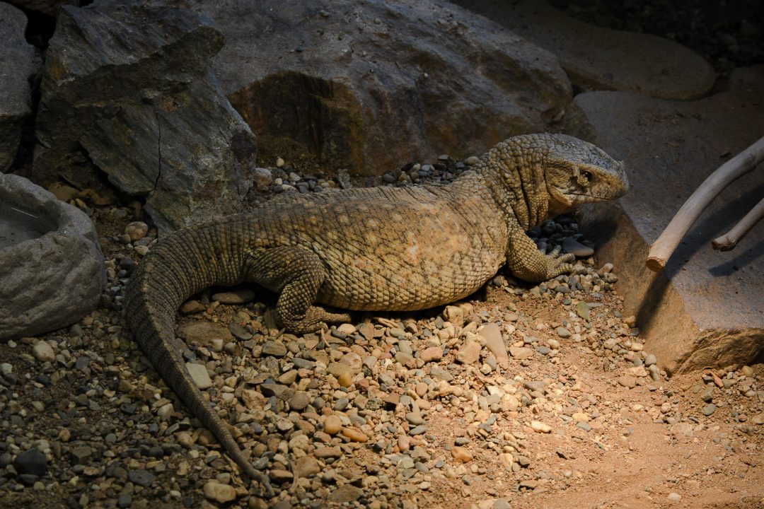 6 Signs Your Savannah Monitor Is Dying - Reptile Craze