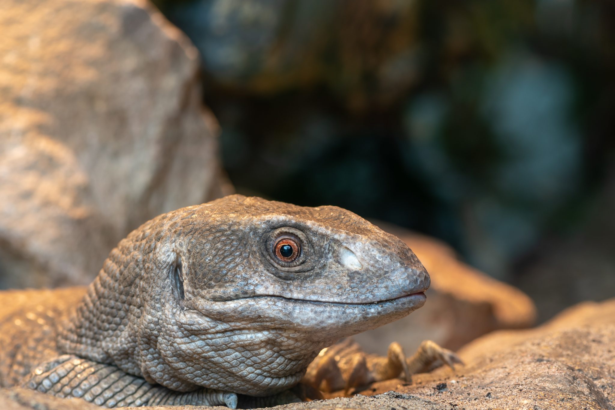 8 Signs Your Savannah Monitor Is Stressed - Reptile Craze